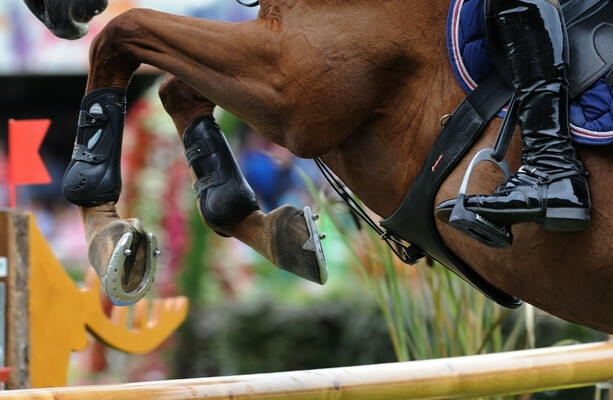 Judge halts Show Jumping Association's bid to remove chairperson and ...