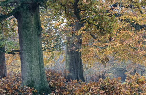 Investigation after more than 30 acres of native trees - some centuries ...