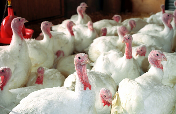 Third bird flu outbreak confirmed on commercial turkey farm in less ...