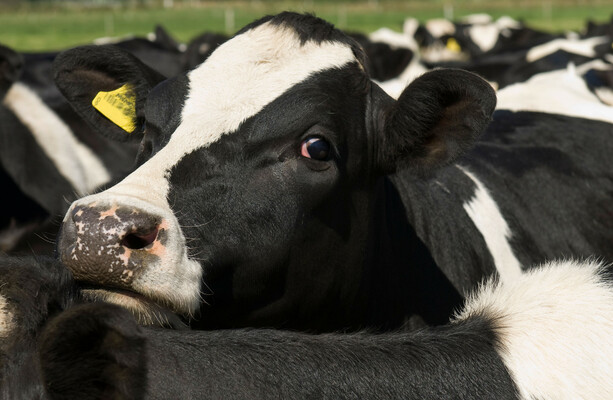 Farmer fears rustlers will return after €30k worth of cattle stolen