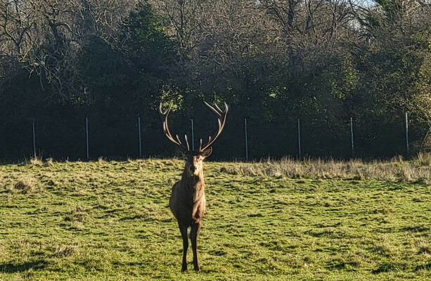 Shock as stag beheaded in north Dublin parkland in 'premeditated' killing