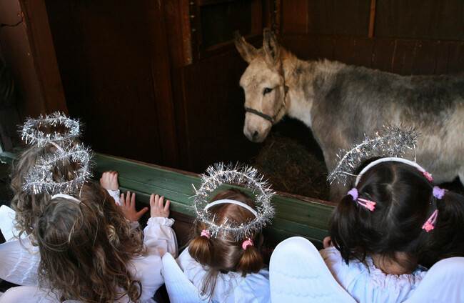 'It's not their natural environment': Controversial live animal crib to ...