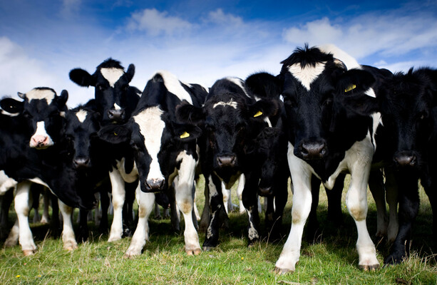 Gardaí recover 18 cattle worth €30,000 stolen by rustlers in west Cork