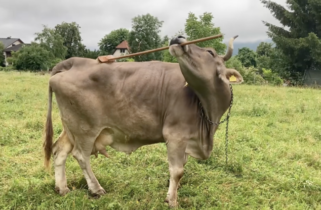 The Animal Kingdom: When ants do surgery, cows use tools and dogs can ...