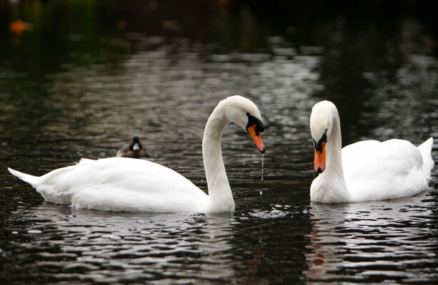Bird flu confirmed in dead swan found in Co Cork · TheJournal.ie