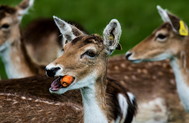 Locals urged to stop feeding young deer who's become a frequent visitor ...
