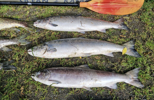 Over 20,000 fish thought dead in 'significant kill' caused by ...