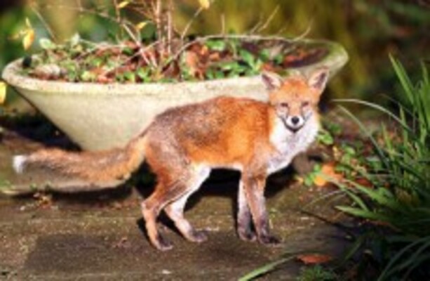 Calls to tackle urban fox problem after attack on baby · TheJournal.ie