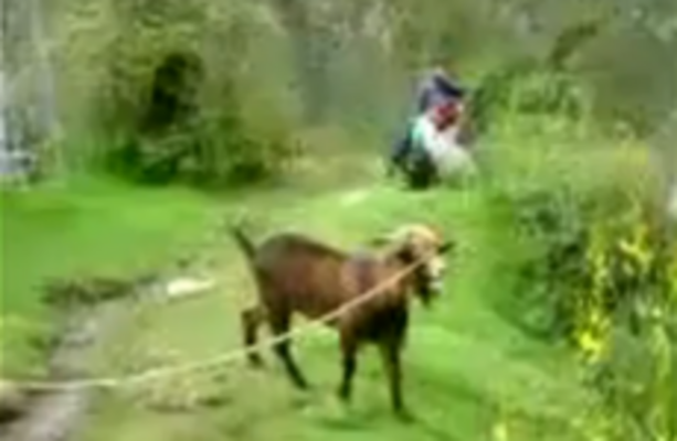 How did yelling goats in pop videos become a thing? · TheJournal.ie