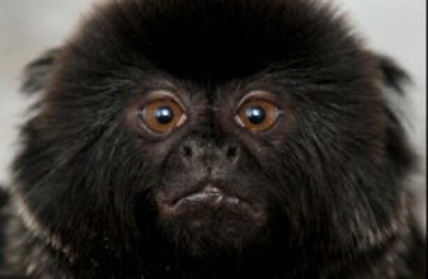 Introducing the goeldi monkey... · The Daily Edge