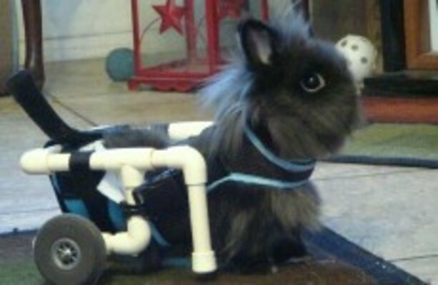 Stop what you’re doing and look at this rabbit in a wheelchair