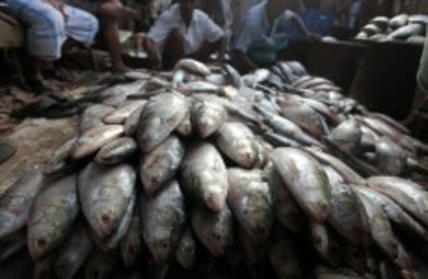 EU ministers ban trawlers from discarding fish · TheJournal.ie