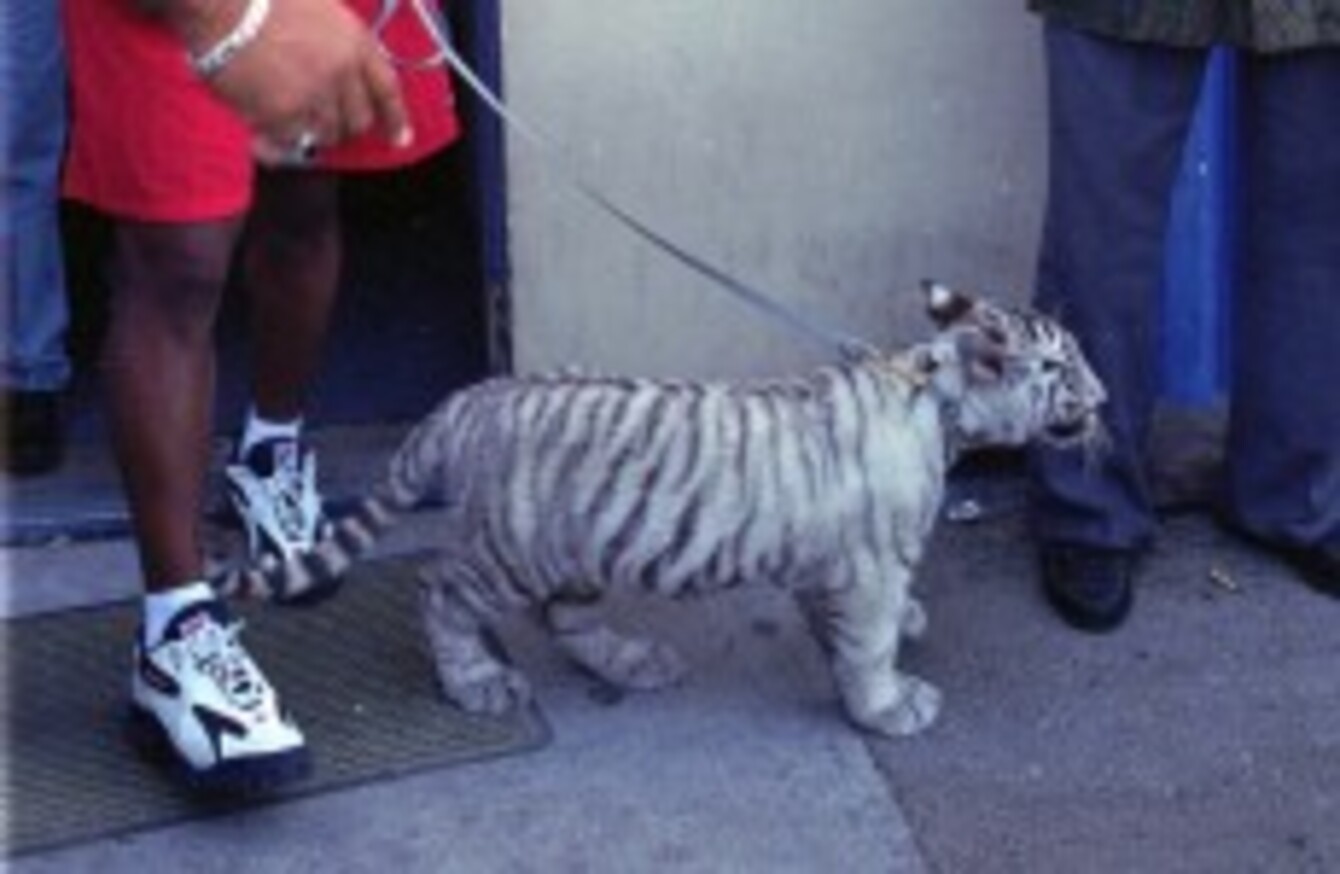 Demand for exotic pets pushes species to brink · TheJournal.ie