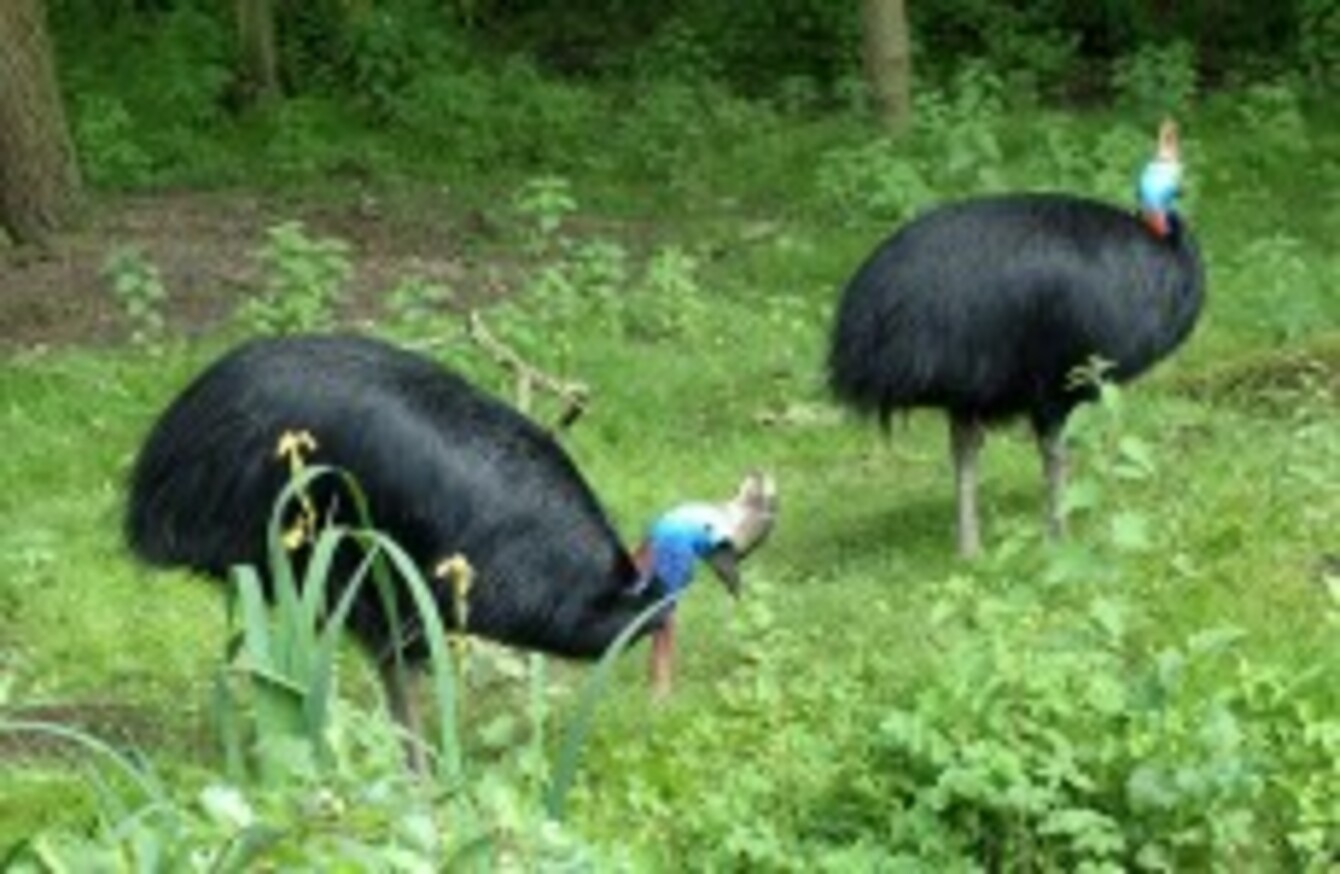 Cyclone-hit Queensland residents warned about deadly birds