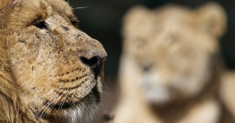Photos: Kumar the Lion settles into new home at Dublin Zoo