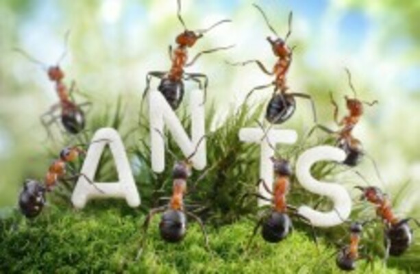 Eek! Warning of spike in ant infestations · TheJournal.ie