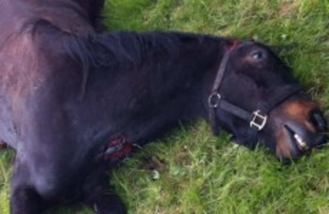 Graphic images show horse's mauled body in North Dublin · TheJournal.ie