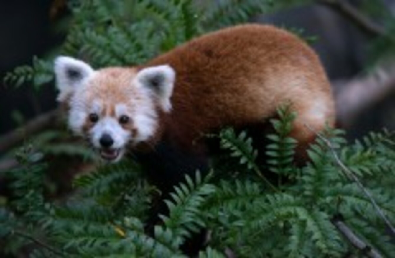 Zoo finds missing red panda chilling in a bush in neighbourhood nearby