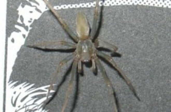 Total Recall: spiders cause Mazda major headache · The Daily Edge