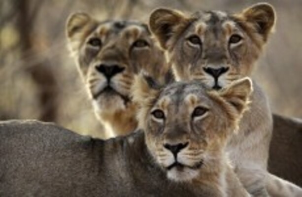 Female Mammals Can Choose The Sex Of Their Offspring By Controlling Sperm