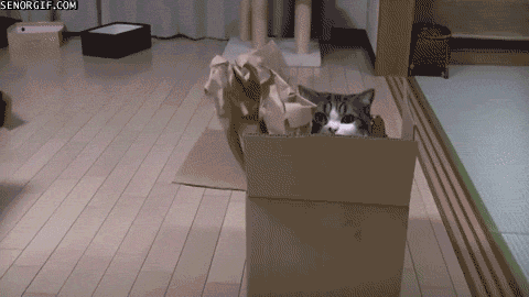 Cats and boxes: The great love affair of our time · The Daily Edge