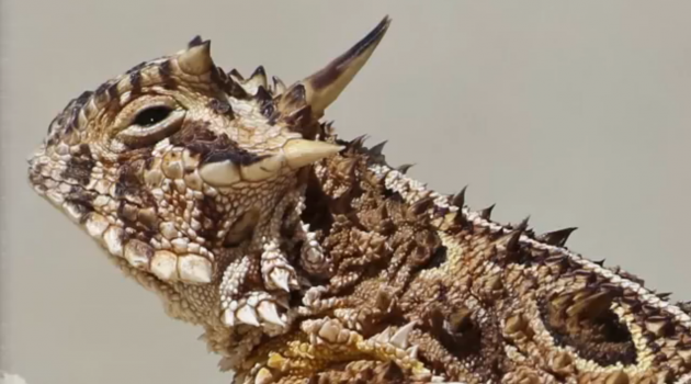 Meet the world's ugliest animal... the blobfish · The Daily Edge