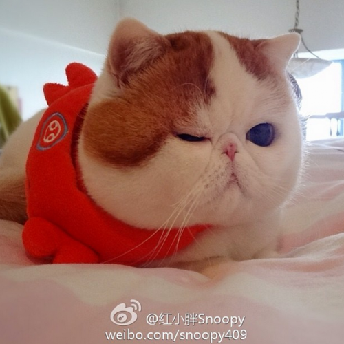 Prepare to fall in love with China's most popular cat · The Daily Edge