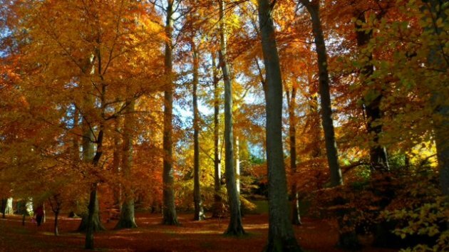 Your Pictures: The change of season – it’s Autumn · TheJournal.ie