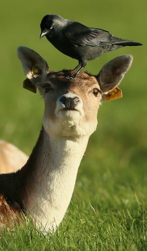 Poor Deer Pic of the Day · TheJournal.ie