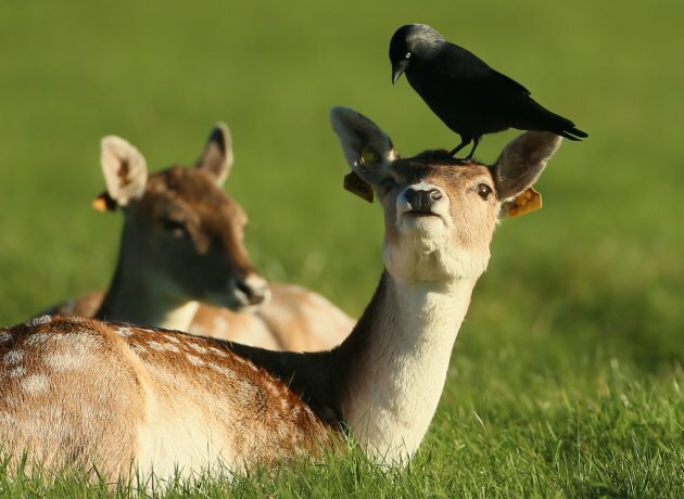 Poor Deer Pic of the Day · TheJournal.ie