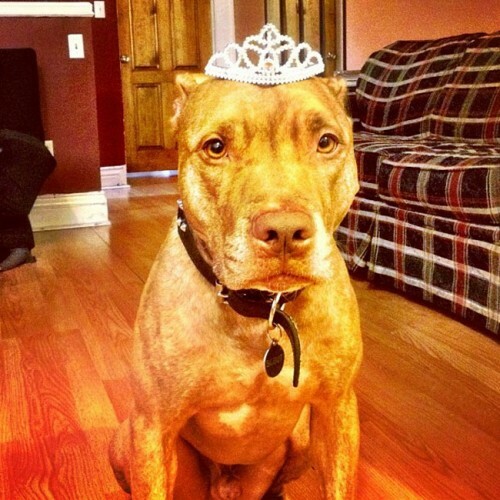 Scout the adorable pit bull can balance anything on his head