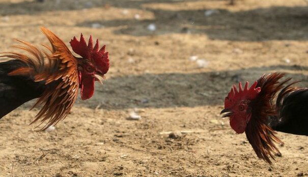 The Week in Photos: Wild · TheJournal.ie