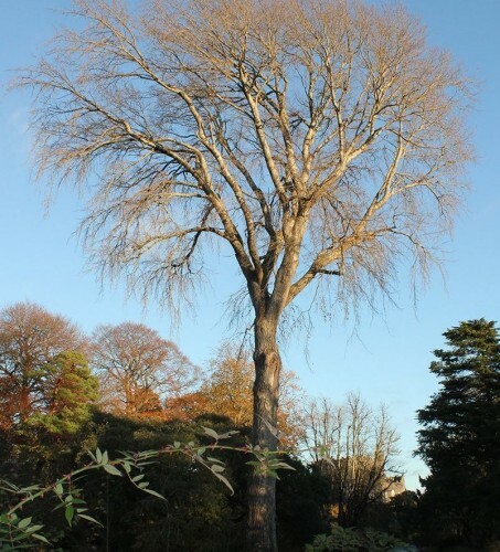 14 amazing Irish trees to see before you die · The Daily Edge