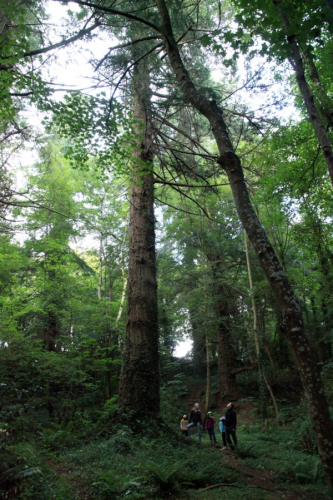 14 amazing Irish trees to see before you die · The Daily Edge