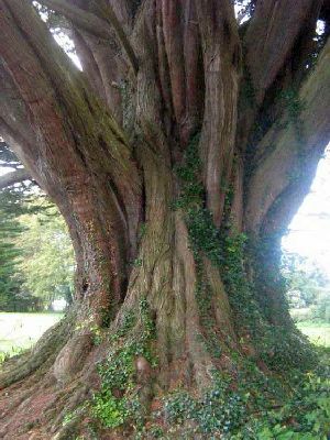 14 amazing Irish trees to see before you die · The Daily Edge