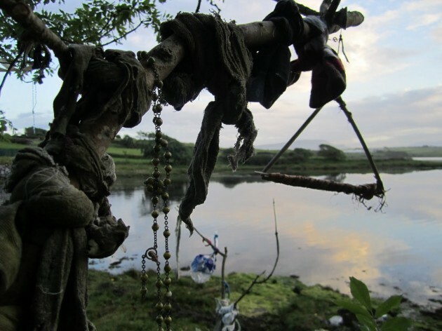 14 amazing Irish trees to see before you die · The Daily Edge