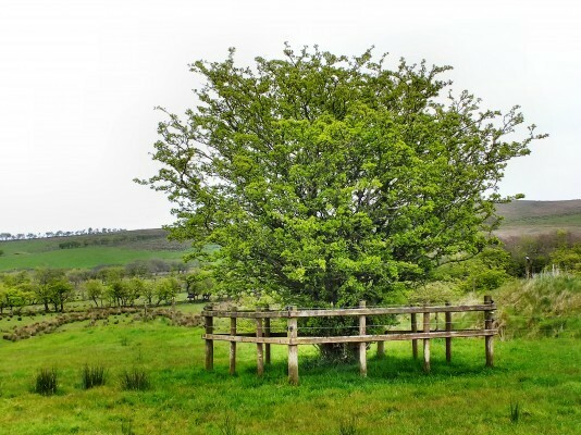 14 amazing Irish trees to see before you die · The Daily Edge