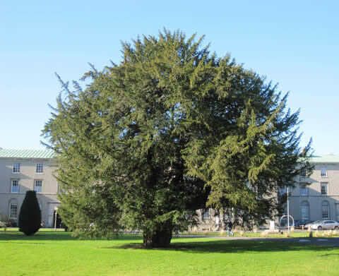 14 amazing Irish trees to see before you die · The Daily Edge