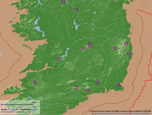 What are all these wild boars* doing running around Ireland?