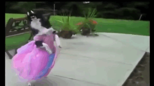 These fabulous salsa dancing dogs will make you crease yourself