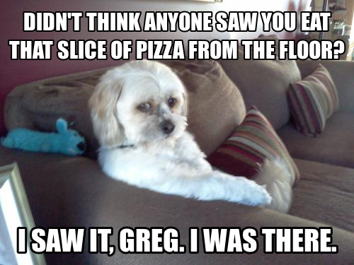 11 things your dog would say if it could talk · The Daily Edge