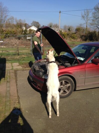 A goat mechanic and electric puns: 9 weird (and wonderful) pics our ...