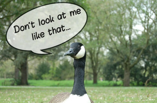 9 essential Irish remedies for everyday ailments · The Daily Edge