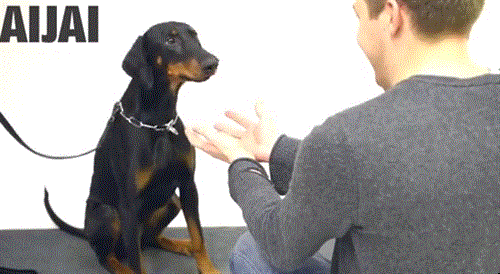 Magician fools even more dogs with magic tricks, results remain hilarious