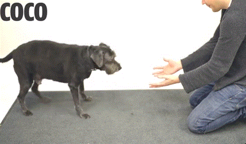 Magician fools even more dogs with magic tricks, results remain hilarious