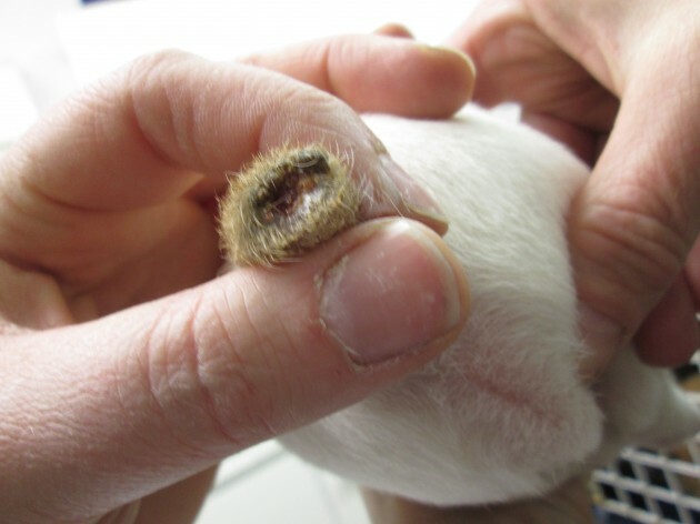 Six four-week-old puppies found with tails illegally cut