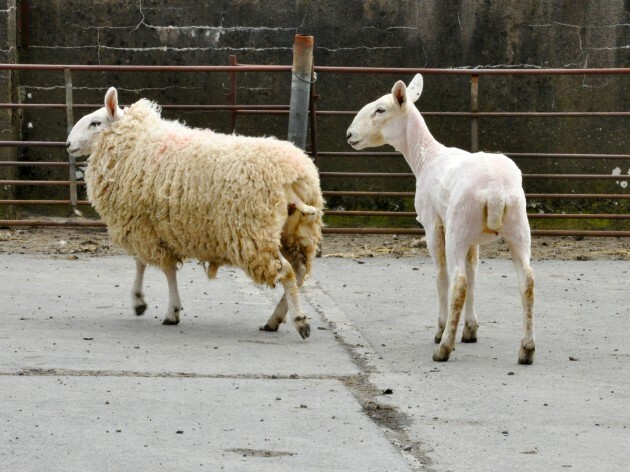 Everything you ever wanted to know about sheep-shearing... A city ...