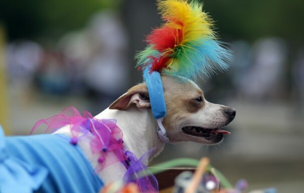 9 joyous photos from the crazy, wonderful Fiesta Pooch in Texas