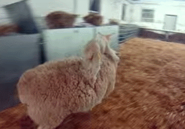 Cute little lamb tries to surf on sheep's back, fails miserably