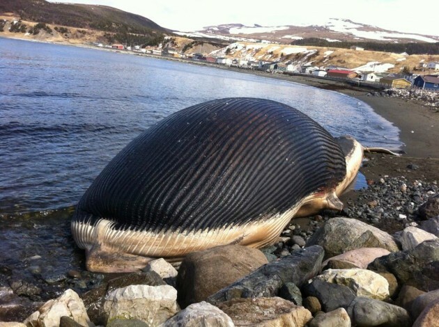 A Canadian fishing community is being terrorised by an exploding whale